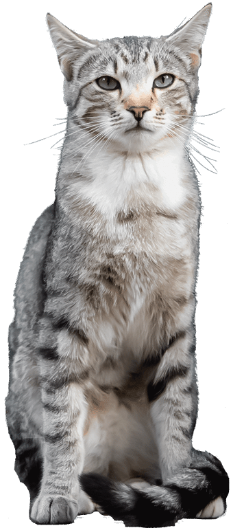 Rascadores para gatos | Rascat