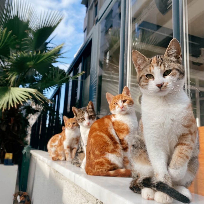 Rascadores para gatos | Rascat